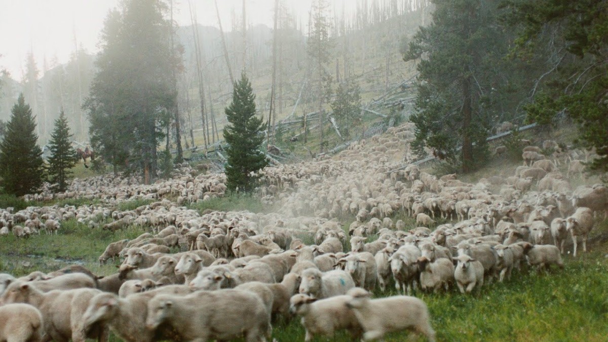 Sweetgrass – The Film Study Center at Harvard University